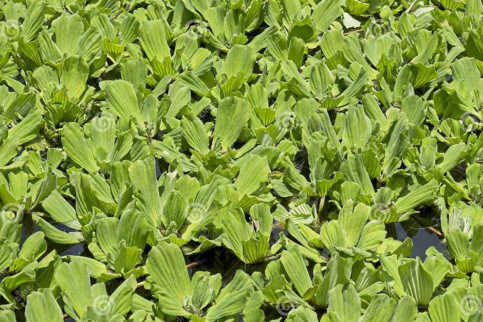 Water Cabbage, Water Lettuce, Nile Cabbage Floating on River Water ...
