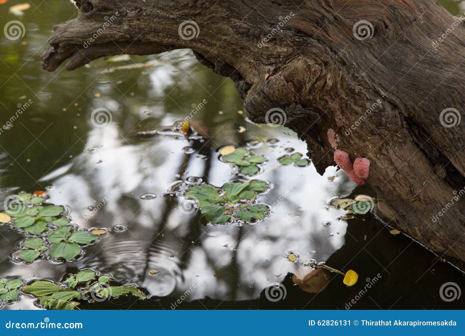 Flowerless Water Jasmine Leaves Grow In The Pond Reflecting On The ...