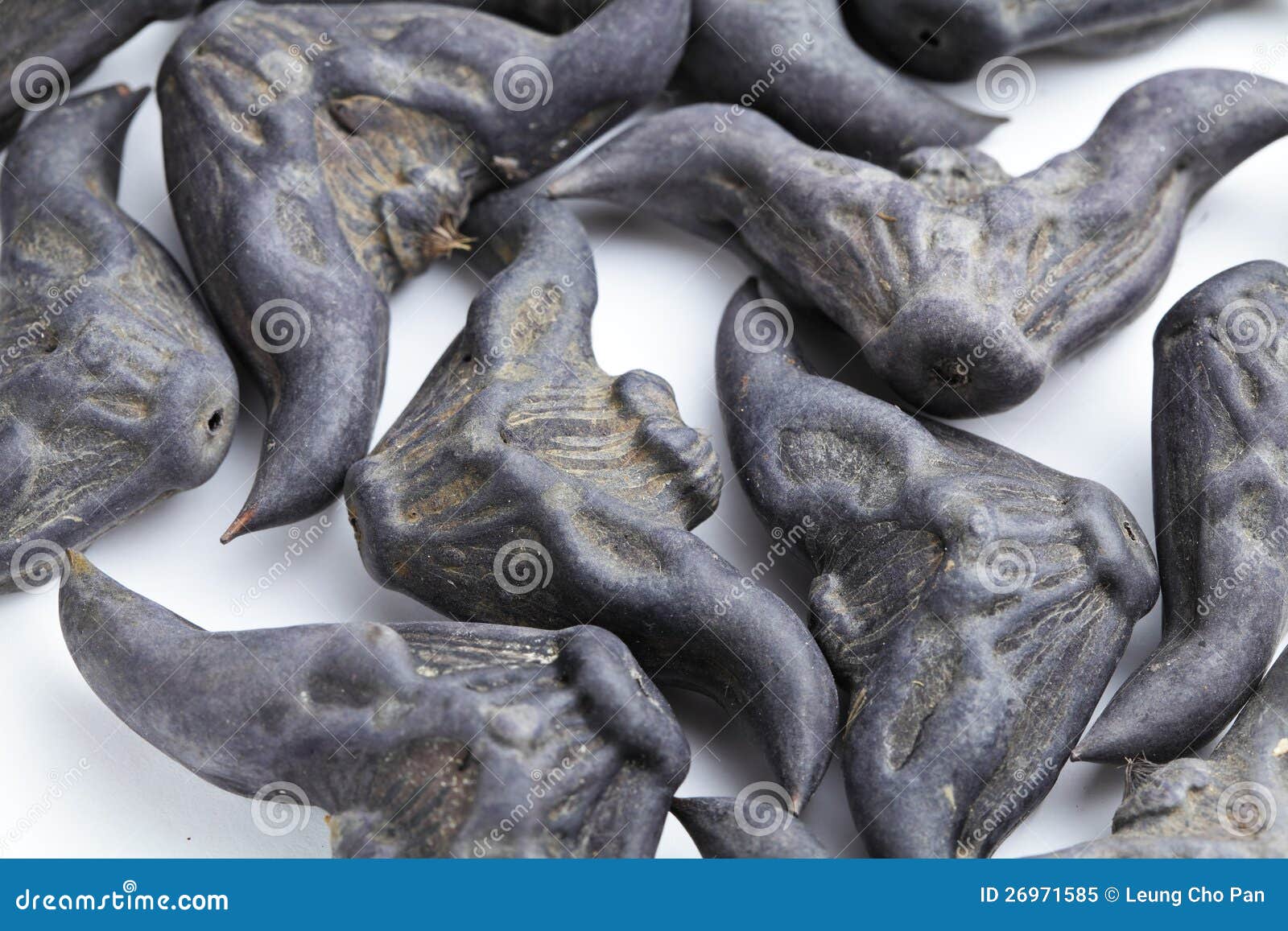 Water Caltrop stock afbeelding. Image of kastanjebruin - 26971585