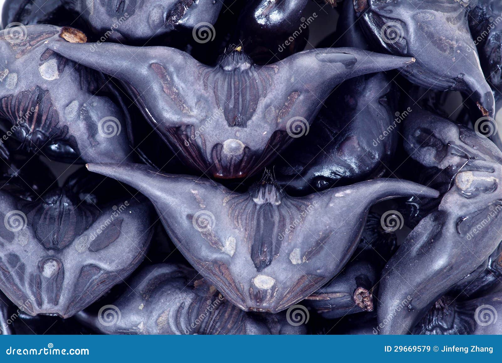 Water caltrop stock image. Image of tubers, vegetable - 29669579