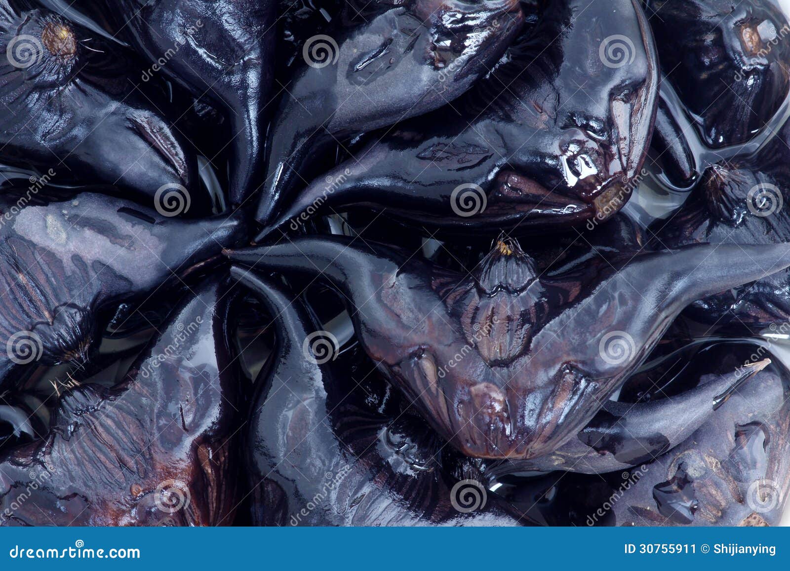 Water caltrop stock image. Image of caltrop, caltrops - 30755911