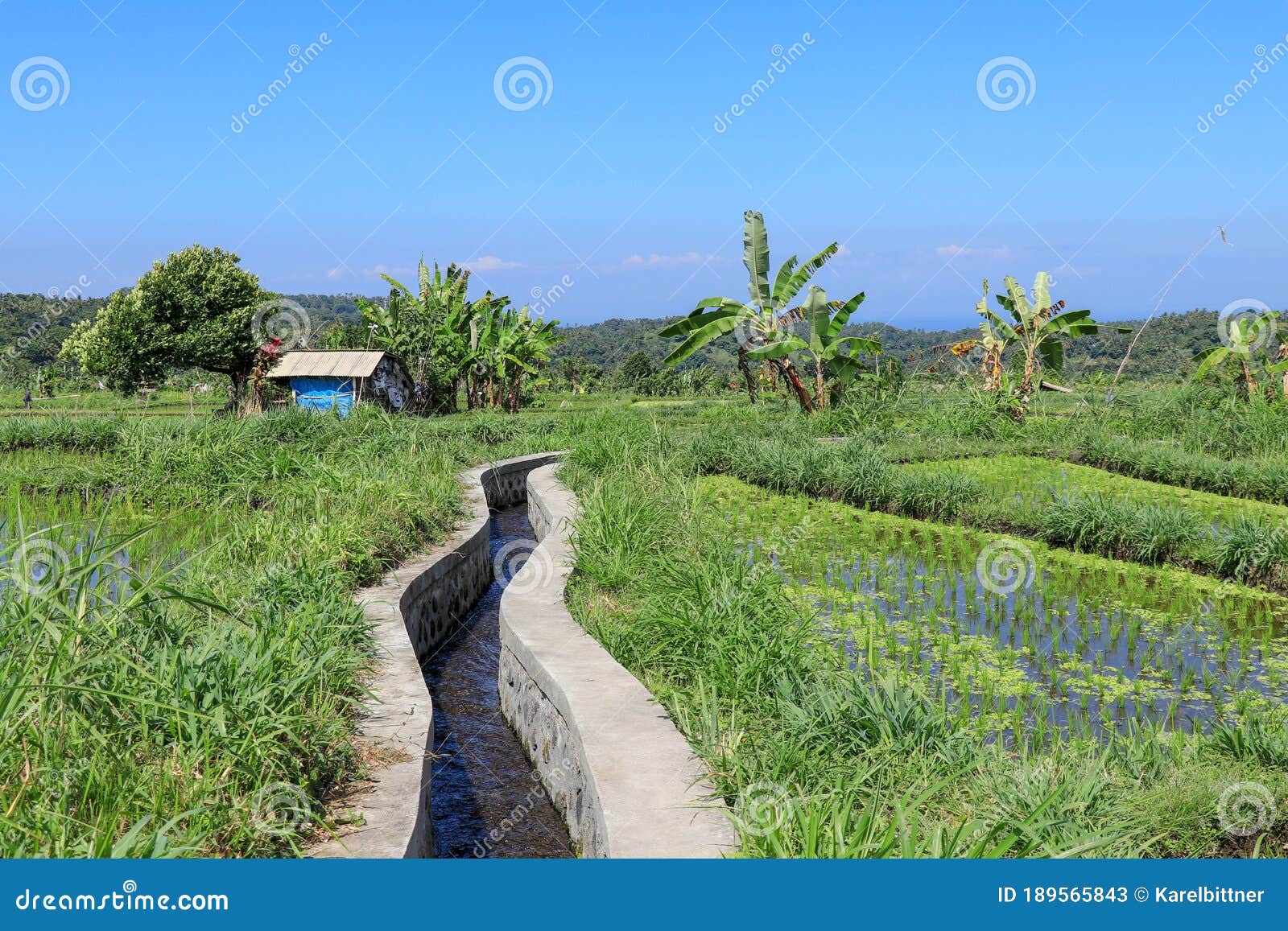 Water Canal for Paddy Rice Field Irrigation Stock Image - Image of asia ...