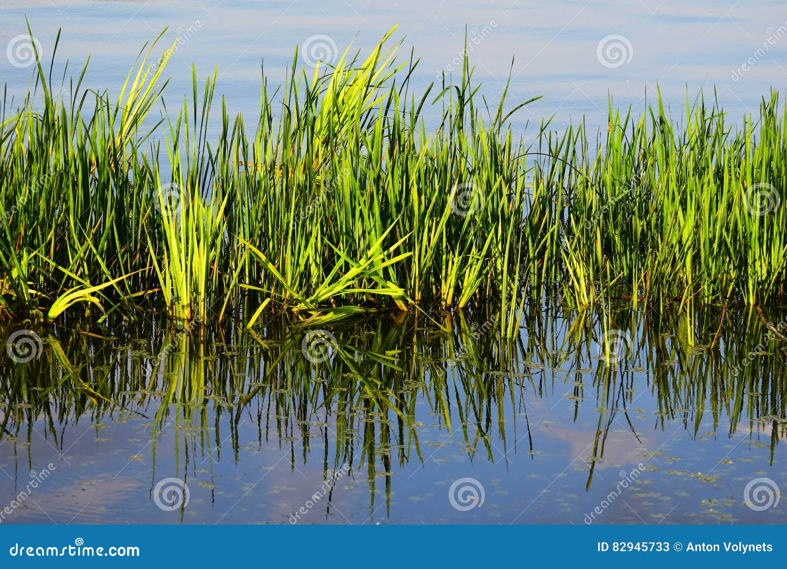 Water cane stock image. Image of grass, pond, cane, leaf - 82945733