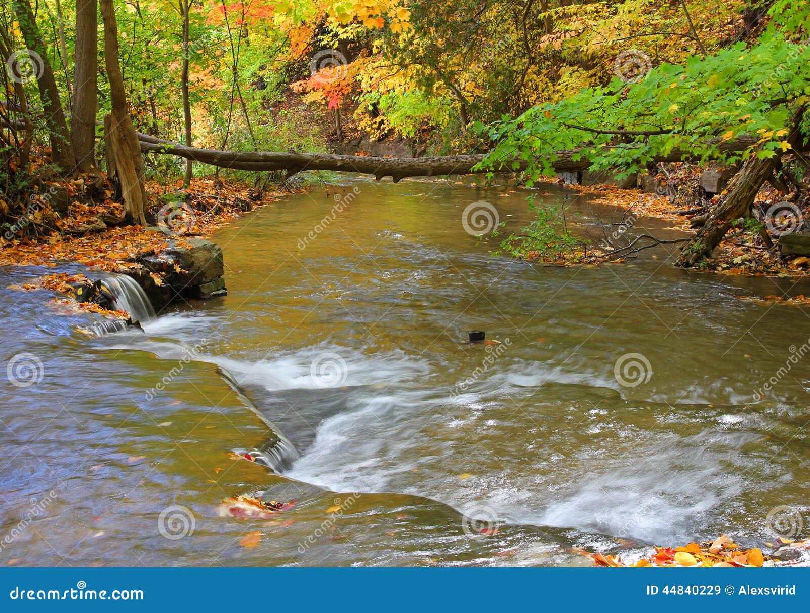 Water Cascade in Deep Forest Stock Image - Image of hamilton ...