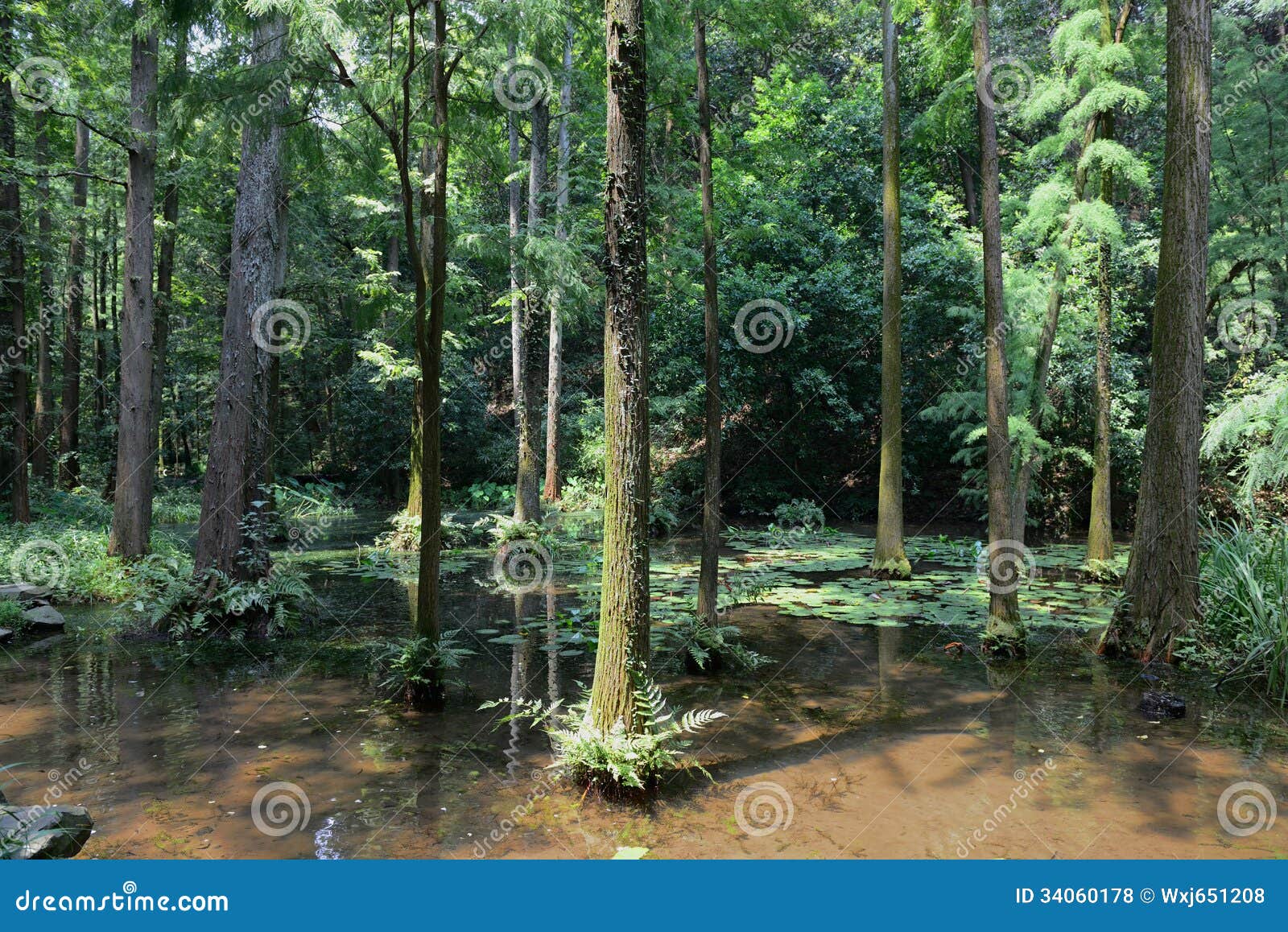 Water cedar stock photo. Image of china, hangzhou, leaves - 34060178