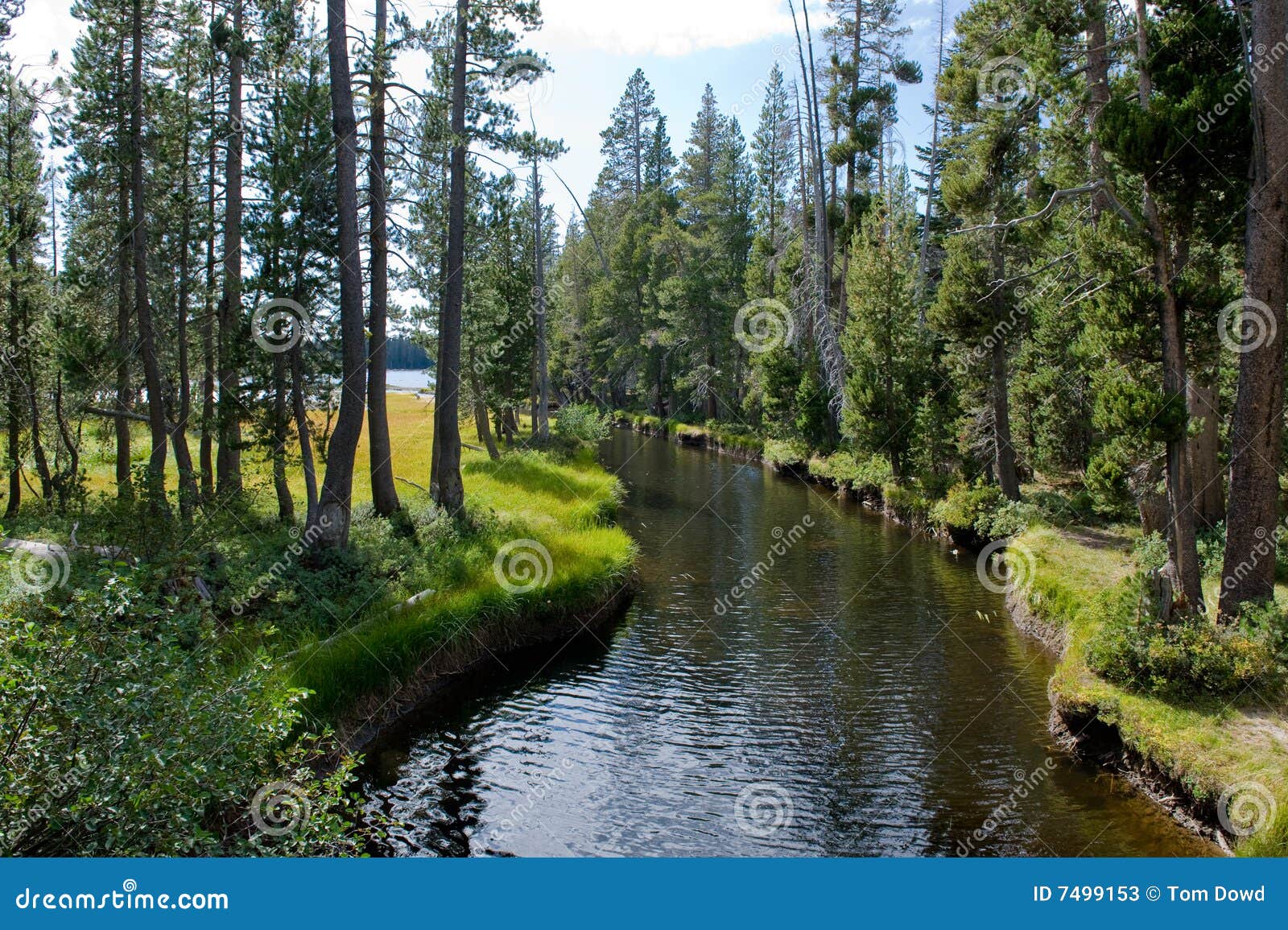 Water Channel through Forest Stock Image - Image of trees, forested ...