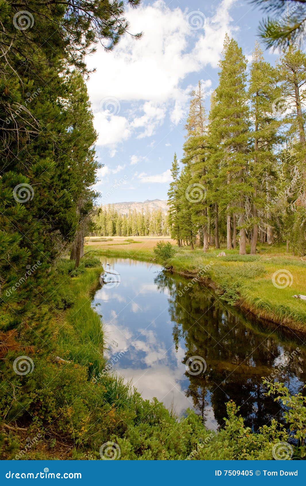 A Water Channel In A Village Overgrown With Natural Lotus Plants 25 ...