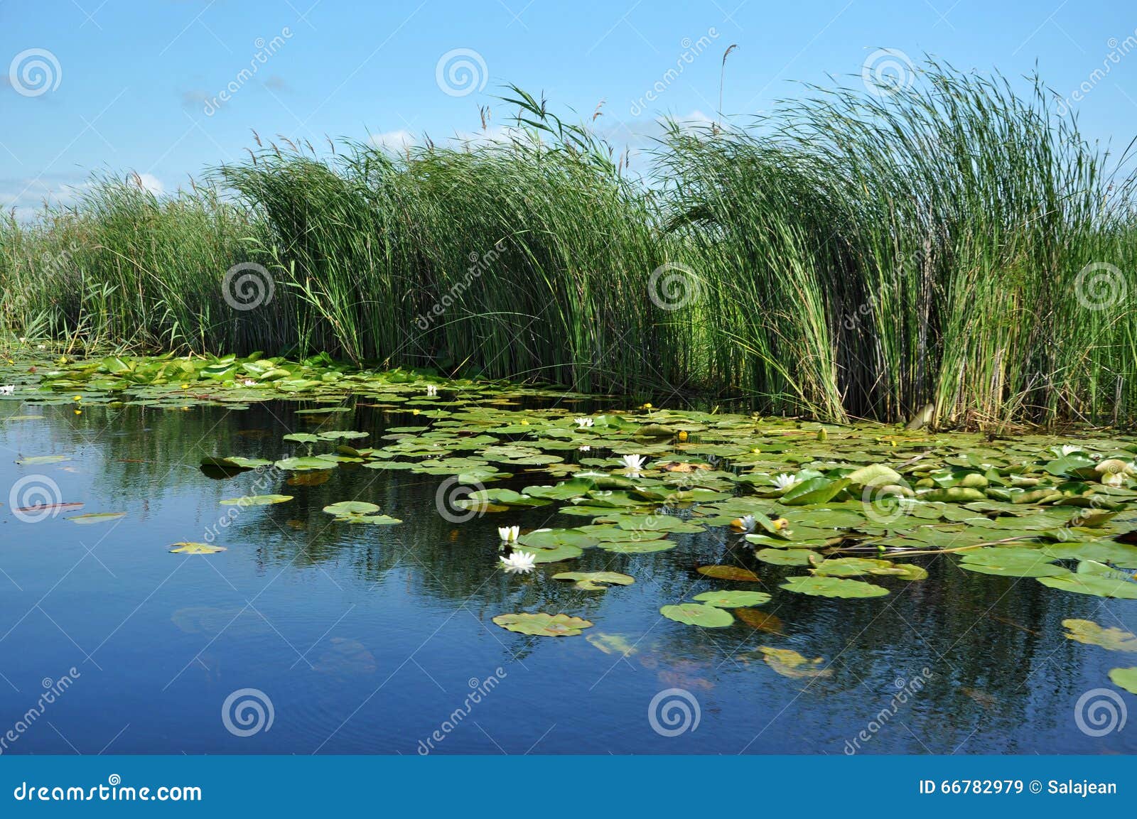 Water Channel, River in Danube Delta Stock Image - Image of channel ...