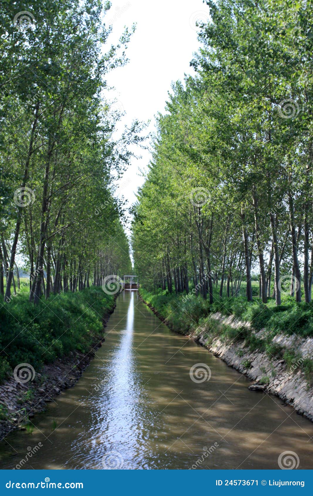 Water Channel Scenery in the Forest Stock Image - Image of river ...