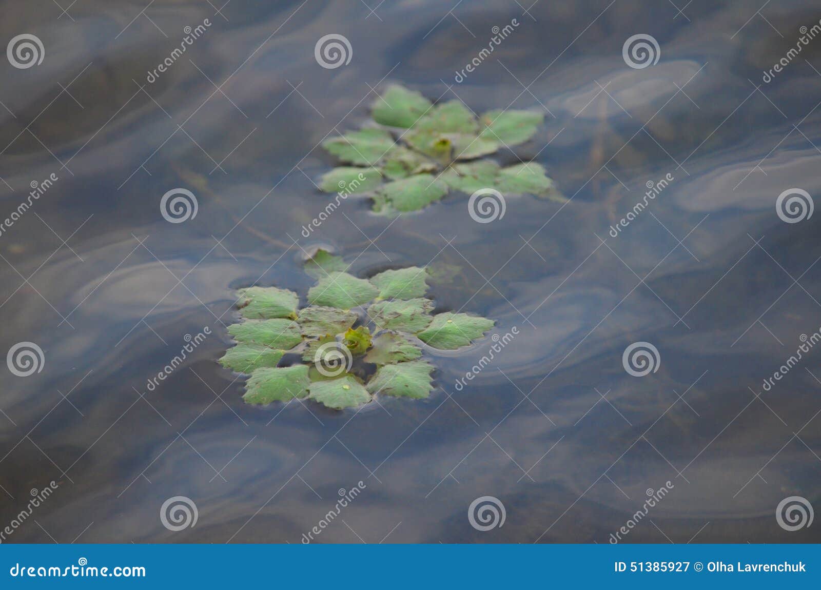 Water chestnut stock image. Image of ling, caltrop, water - 51385927