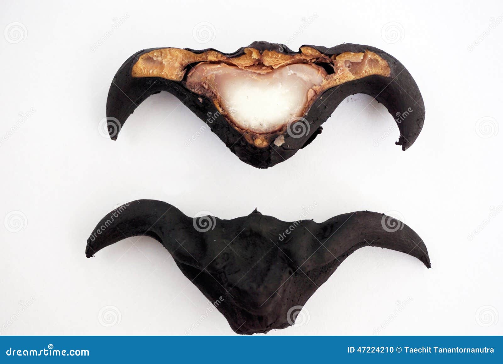 The water chestnut fruit 6 stock photo. Image of close - 47224210