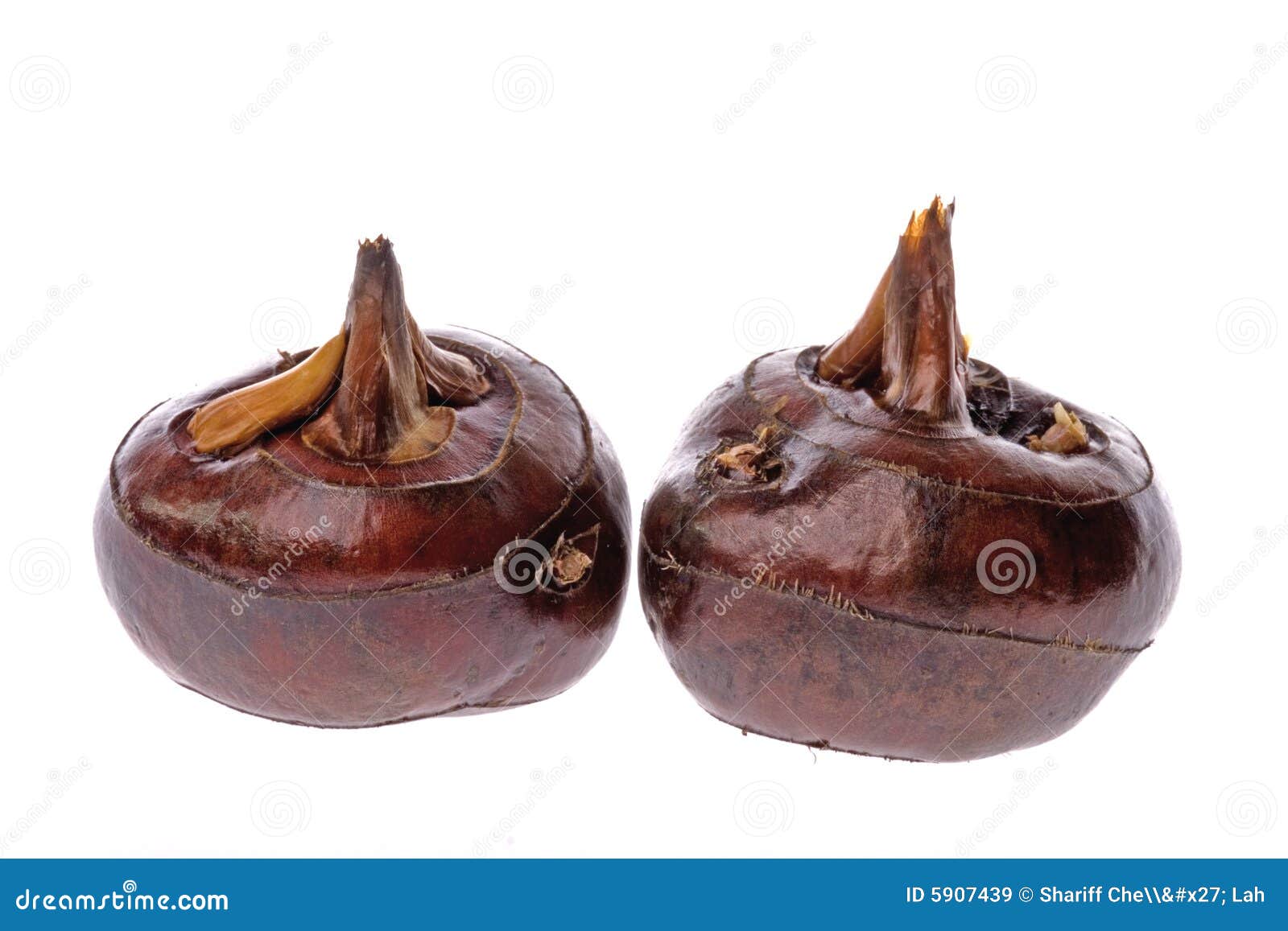 Water Chestnuts stock image. Image of nutritious, isolated - 5907439