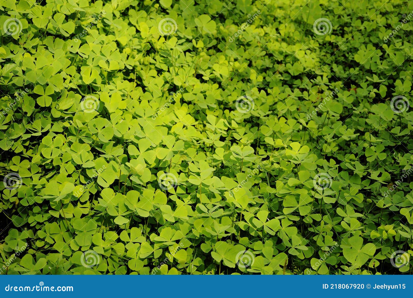 Water clover, Water fern stock photo. Image of plant - 218067920