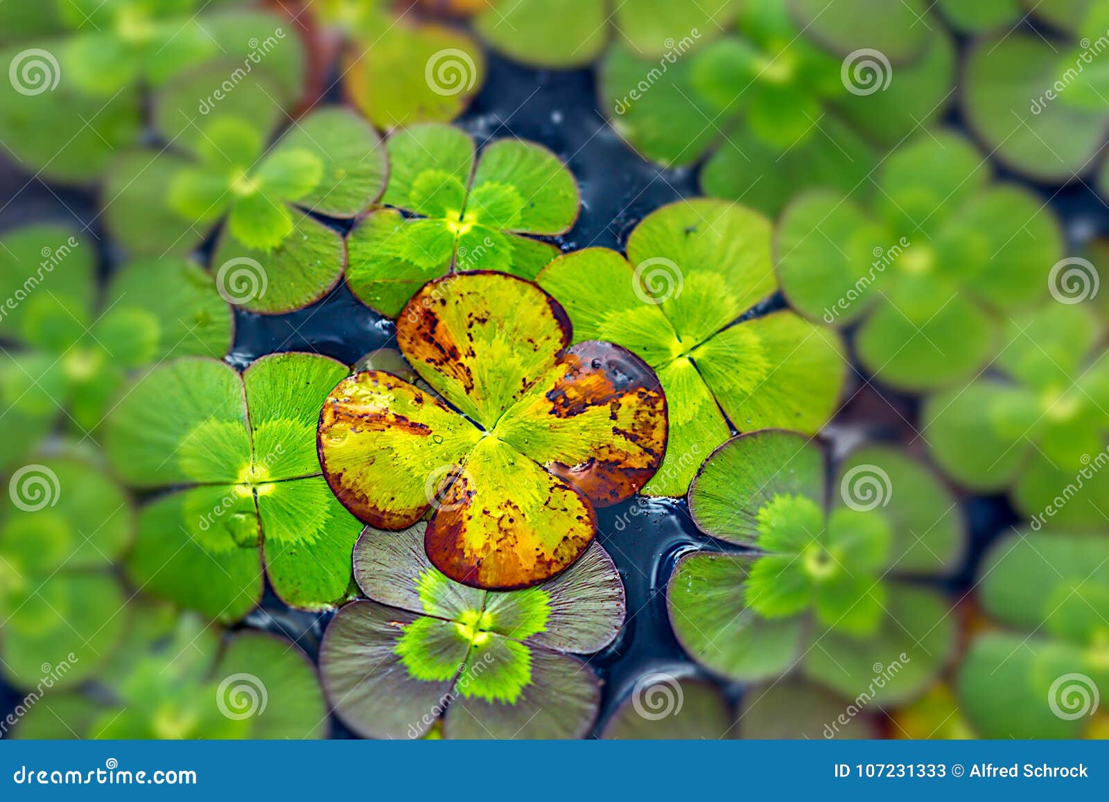 Water Clover stock image. Image of leaf, pond, float - 107231333