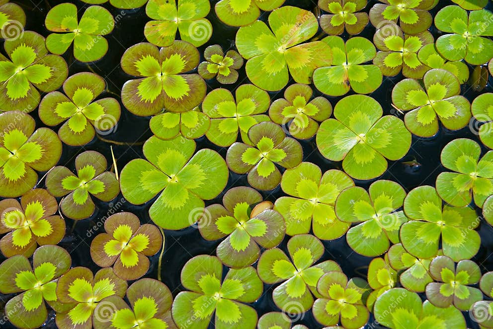 Water clovers stock image. Image of montreal, aquatic - 2681857