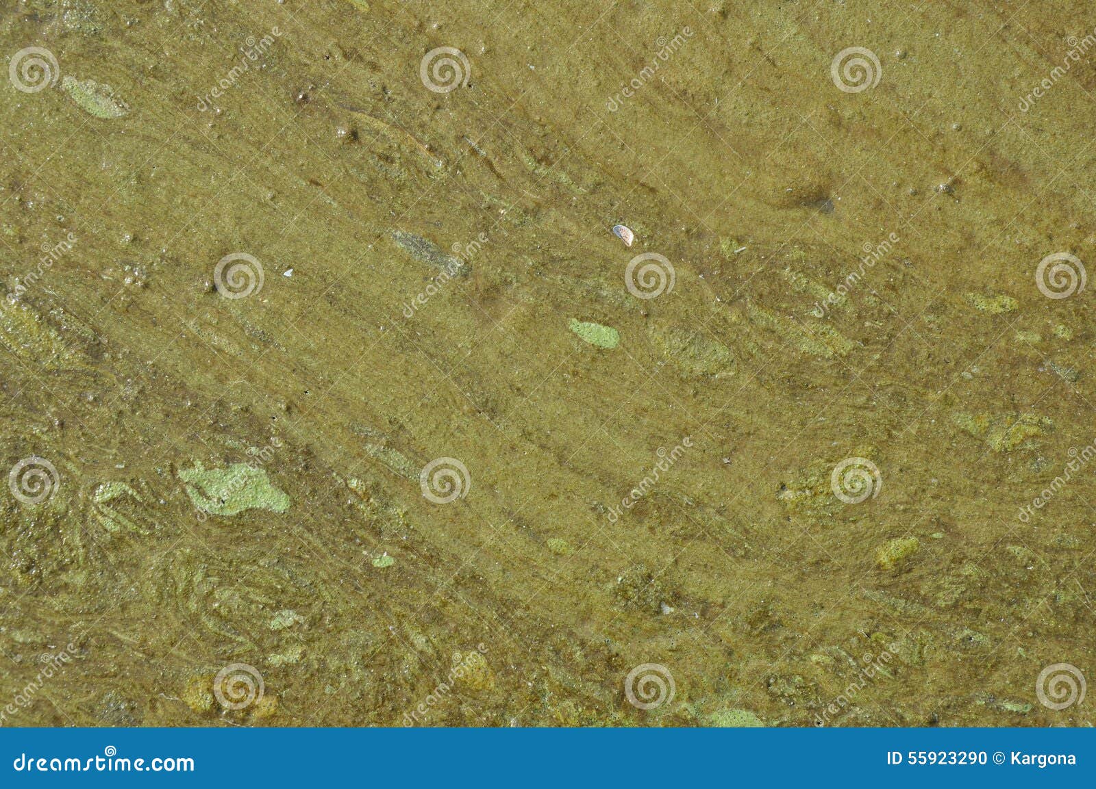 Water coated with sludge stock photo. Image of algae - 55923290