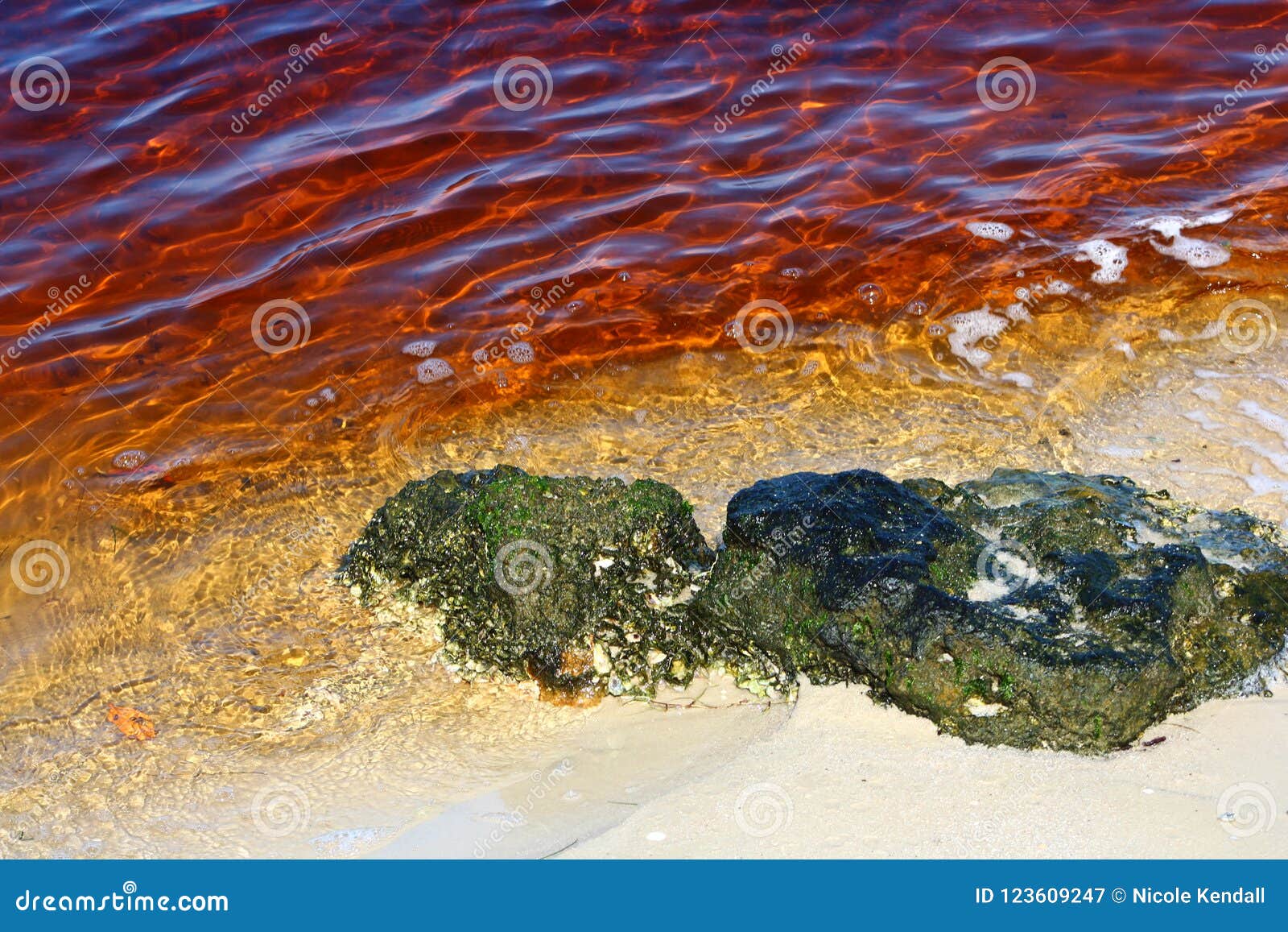 Red tide stock image. Image of effected, color, tide - 123609247