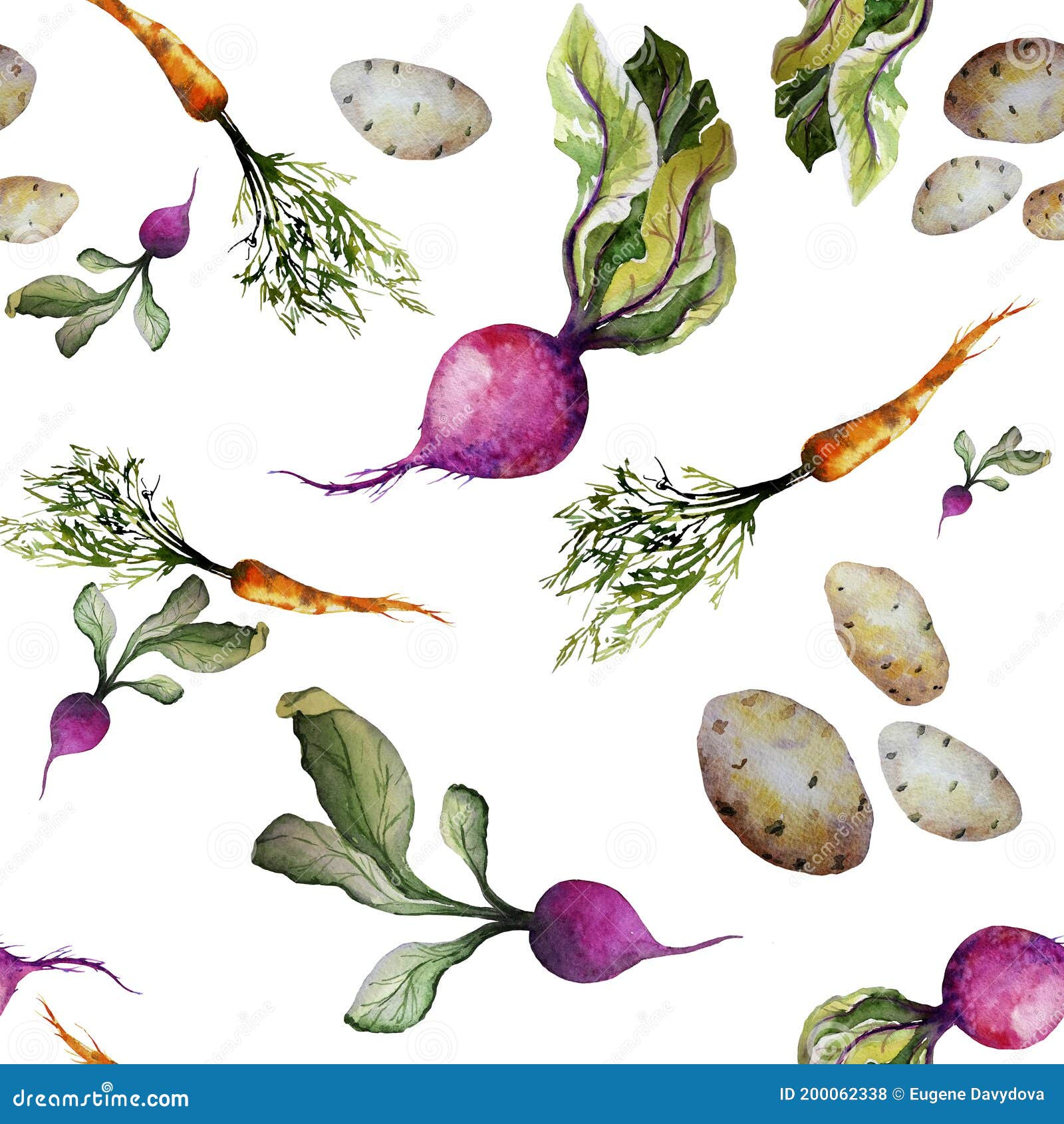 Water Color Hand Painted Vegetable. Root Vegetables on White Background ...