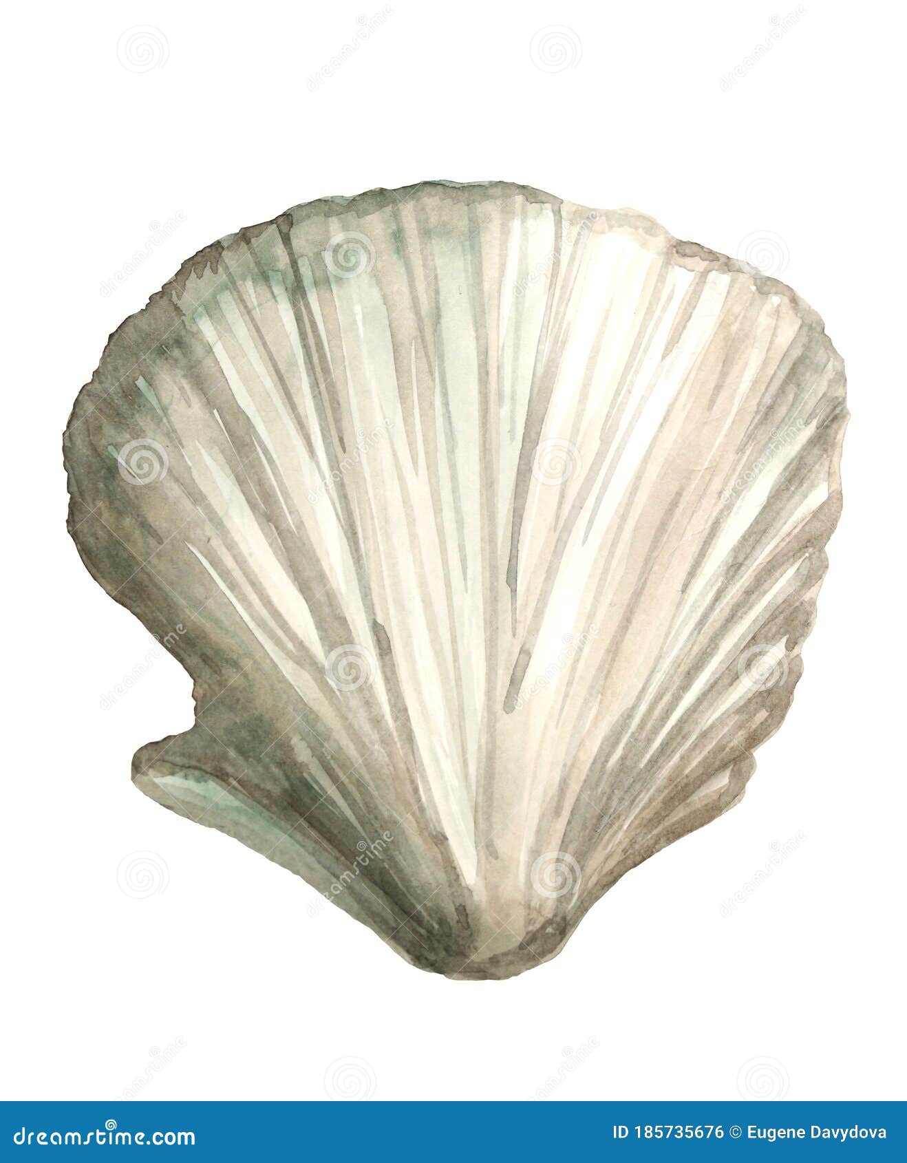 Water Color Painted Grey Seashell on White Background Stock ...
