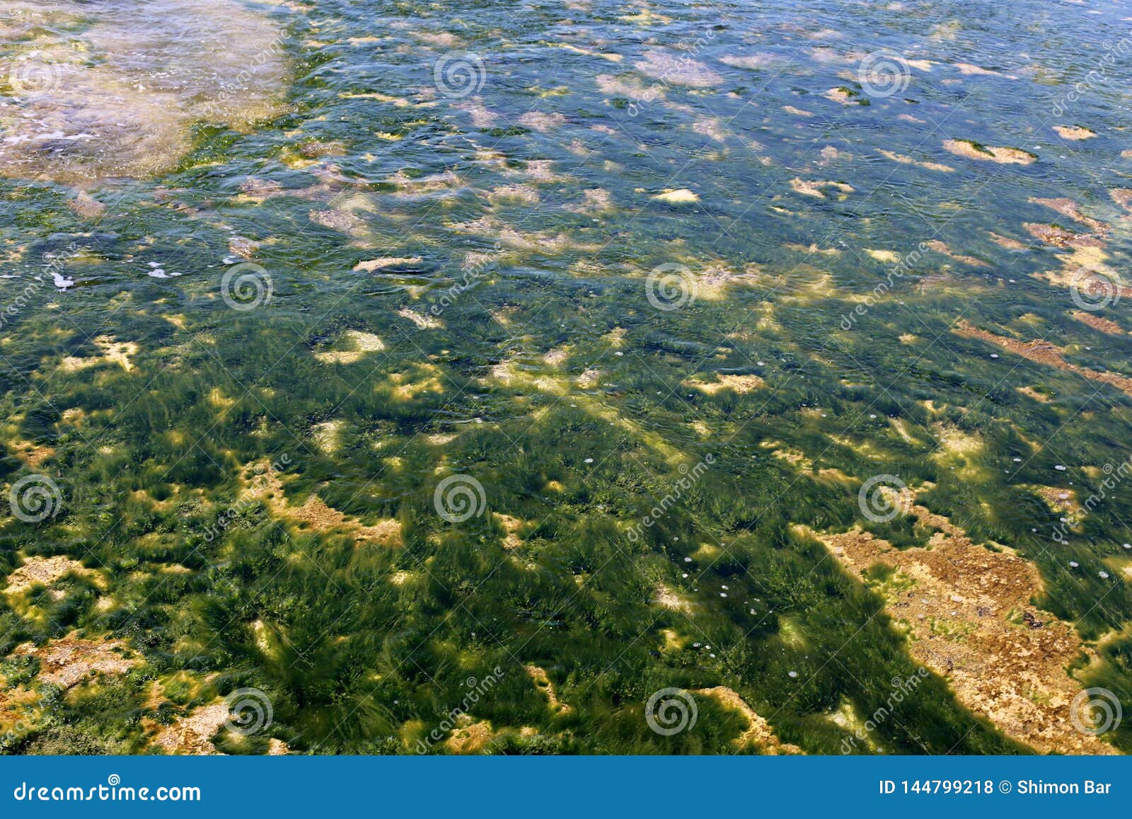 Shallow water color stock photo. Image of offshore, leaves - 144799218