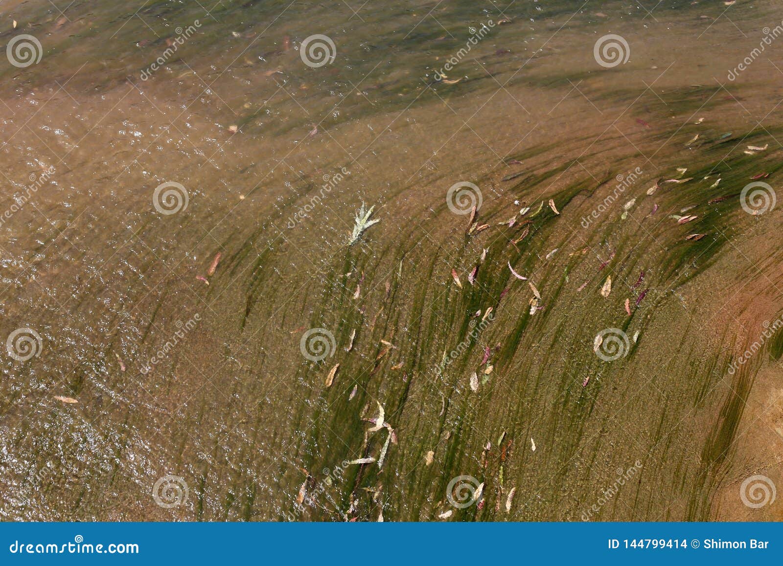 Shallow water color stock photo. Image of water, summer - 144799414