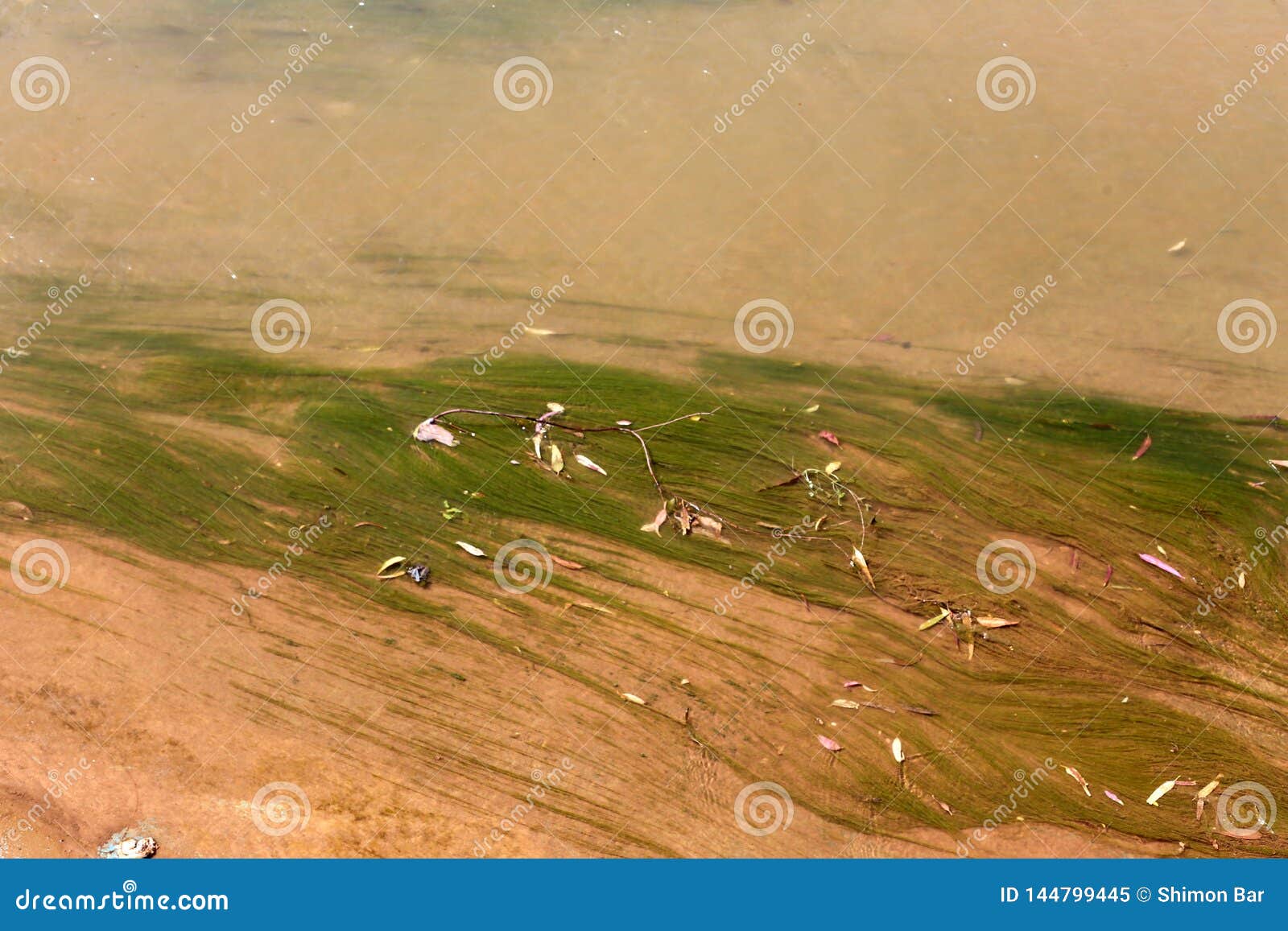 Shallow water color stock image. Image of shallow, color - 144799445