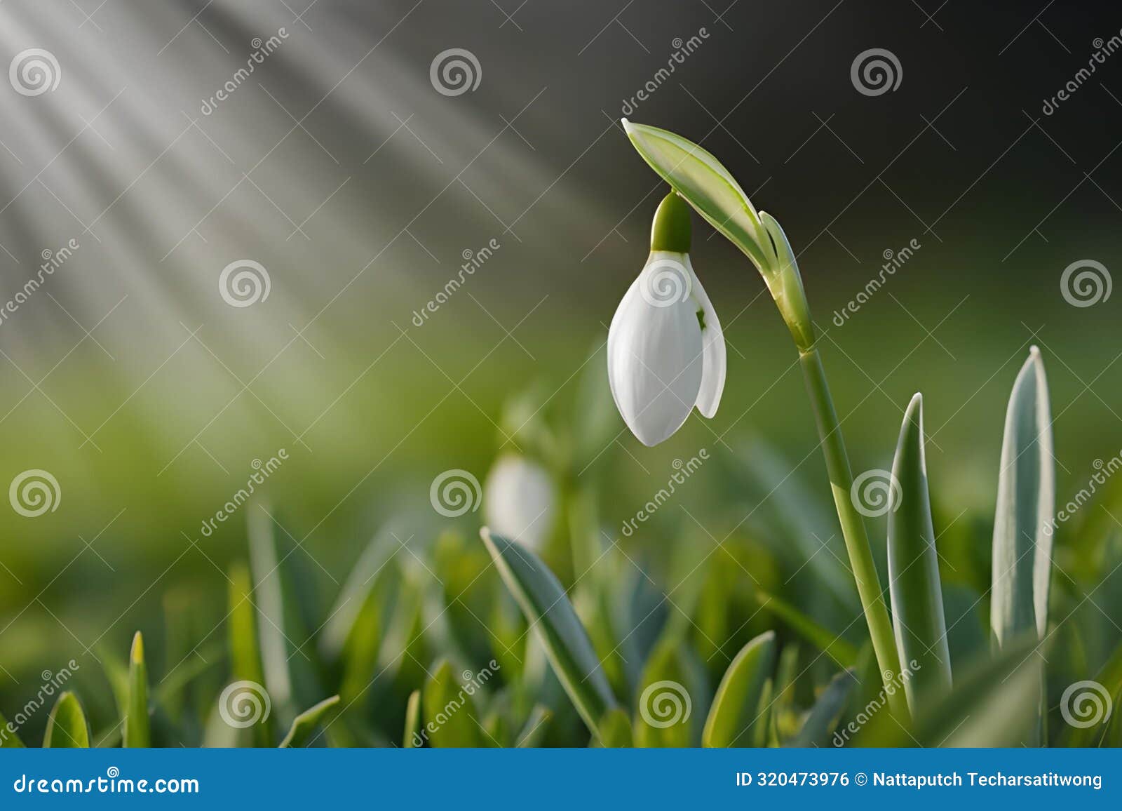 Water Color of Small Snowdrop Flower in Field Stock Illustration ...