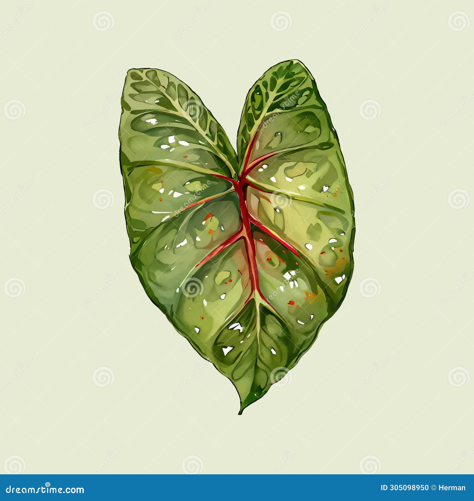 Caladium Leaves Icon. Tropical Leaf Of Caladium. Pictogram Isolated On ...