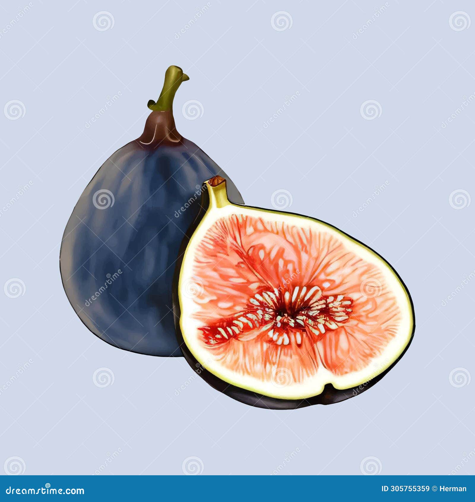 Water Color Vector Fig Fruit Illustration Stock Vector - Illustration ...