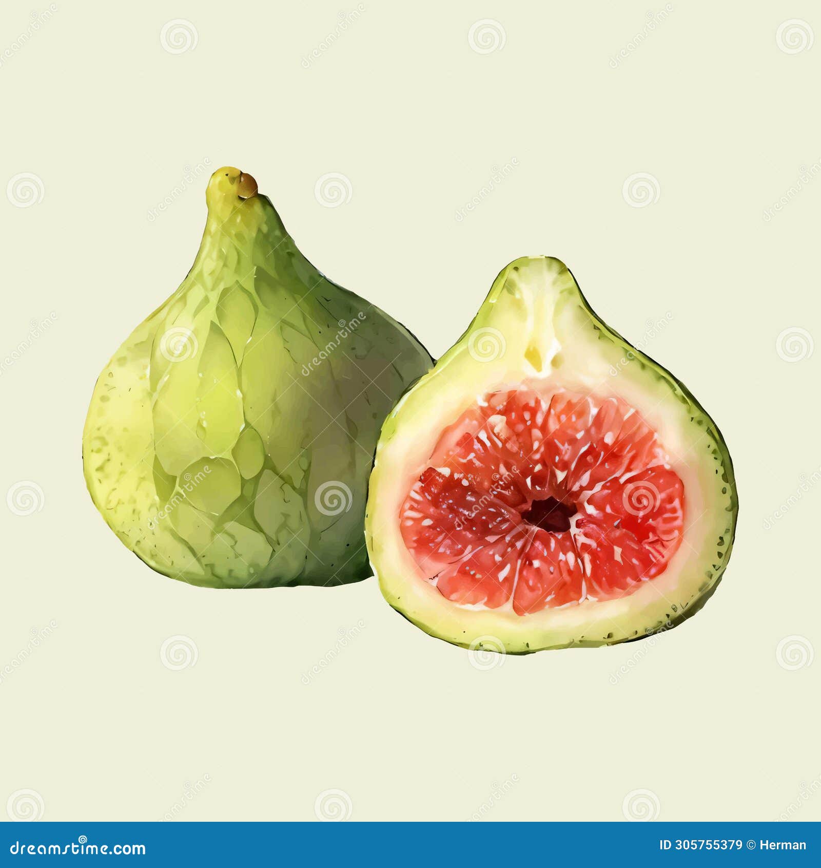 Water Color Vector Green Fig Fruit Illustration Stock Illustration ...