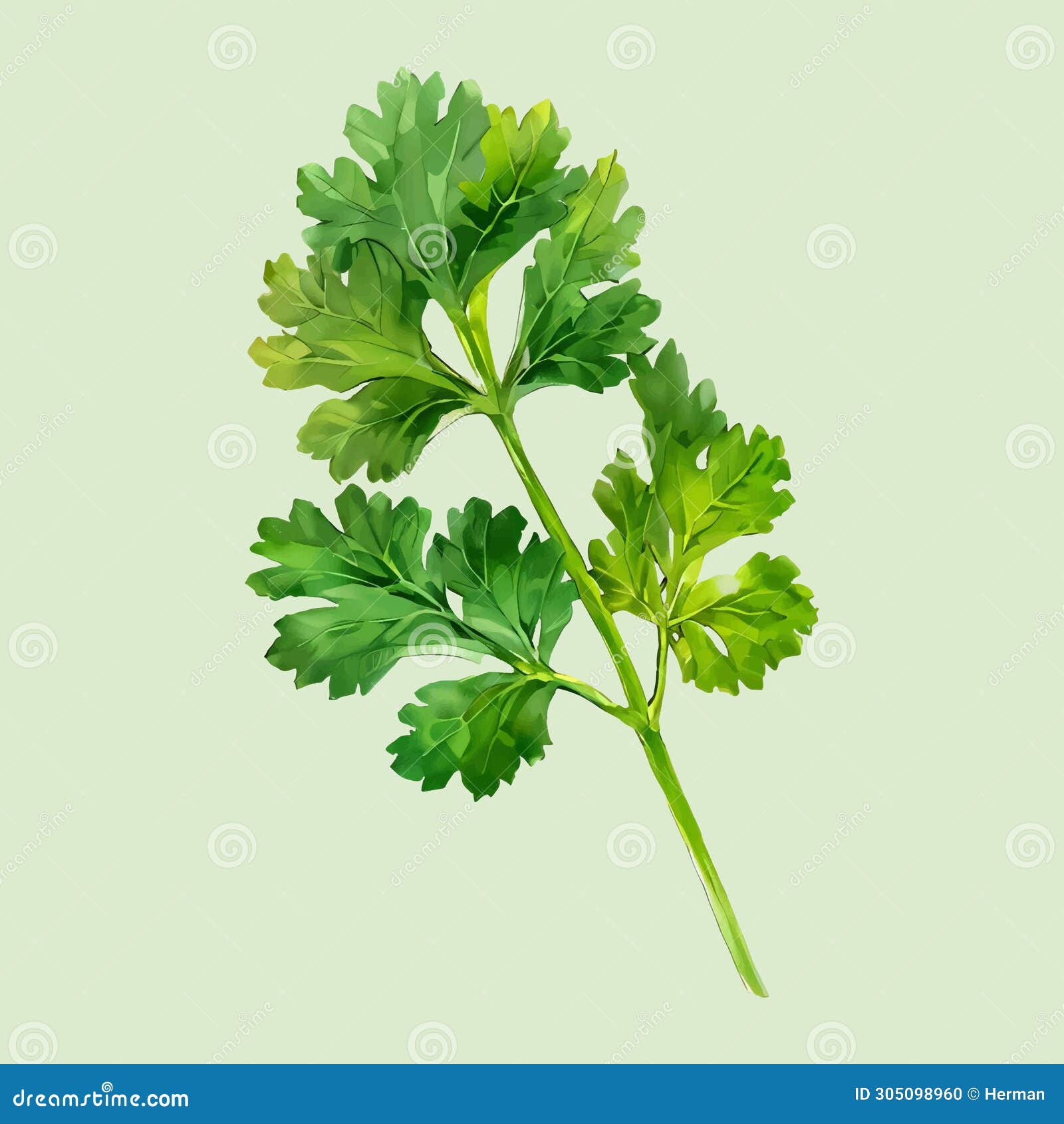 Water Color Vector Parsley Vegetable Stock Illustration - Illustration ...