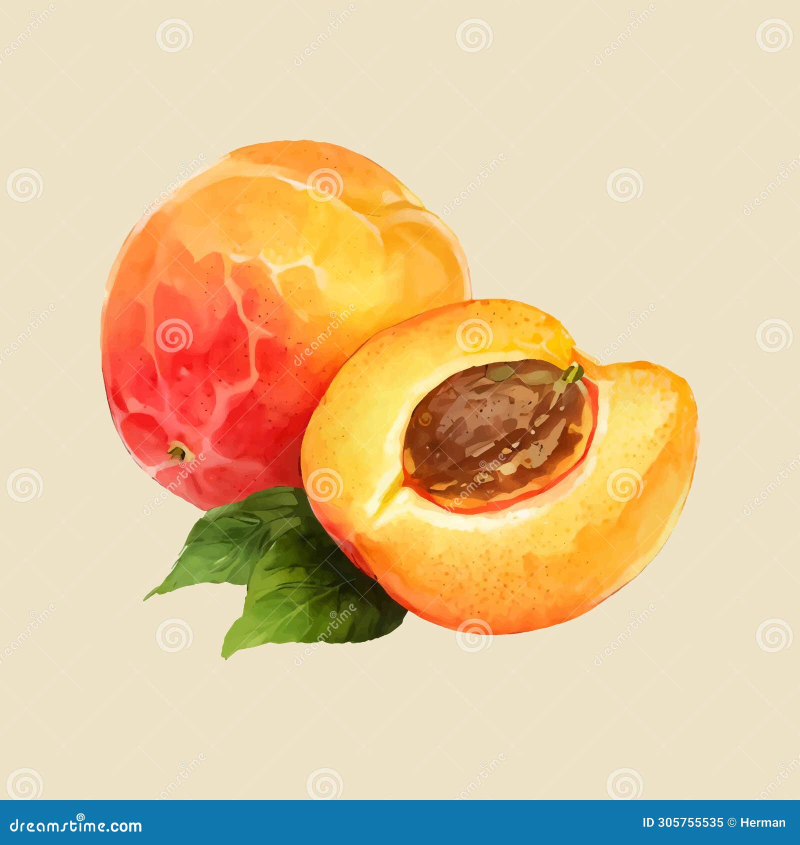 Water Color Vector Simple Peach Fruit Illustration Vector Stock Vector ...