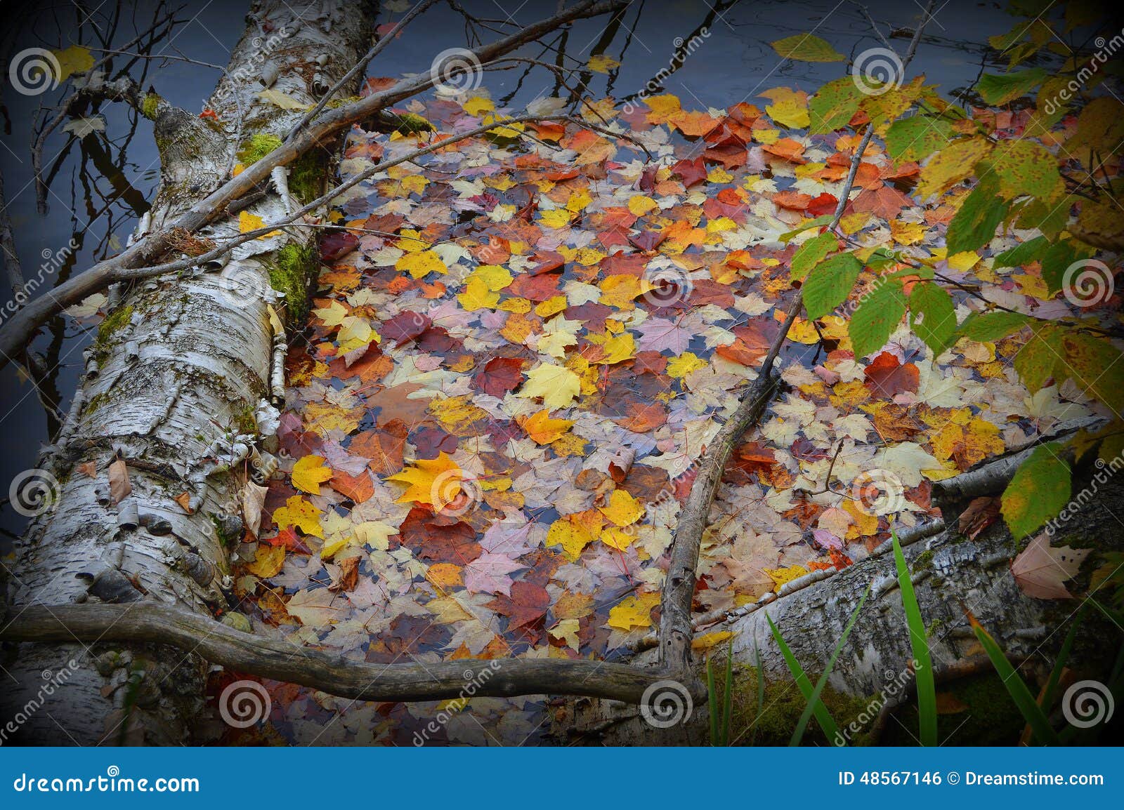Water Colors stock photo. Image of birch, autum, leaves - 48567146
