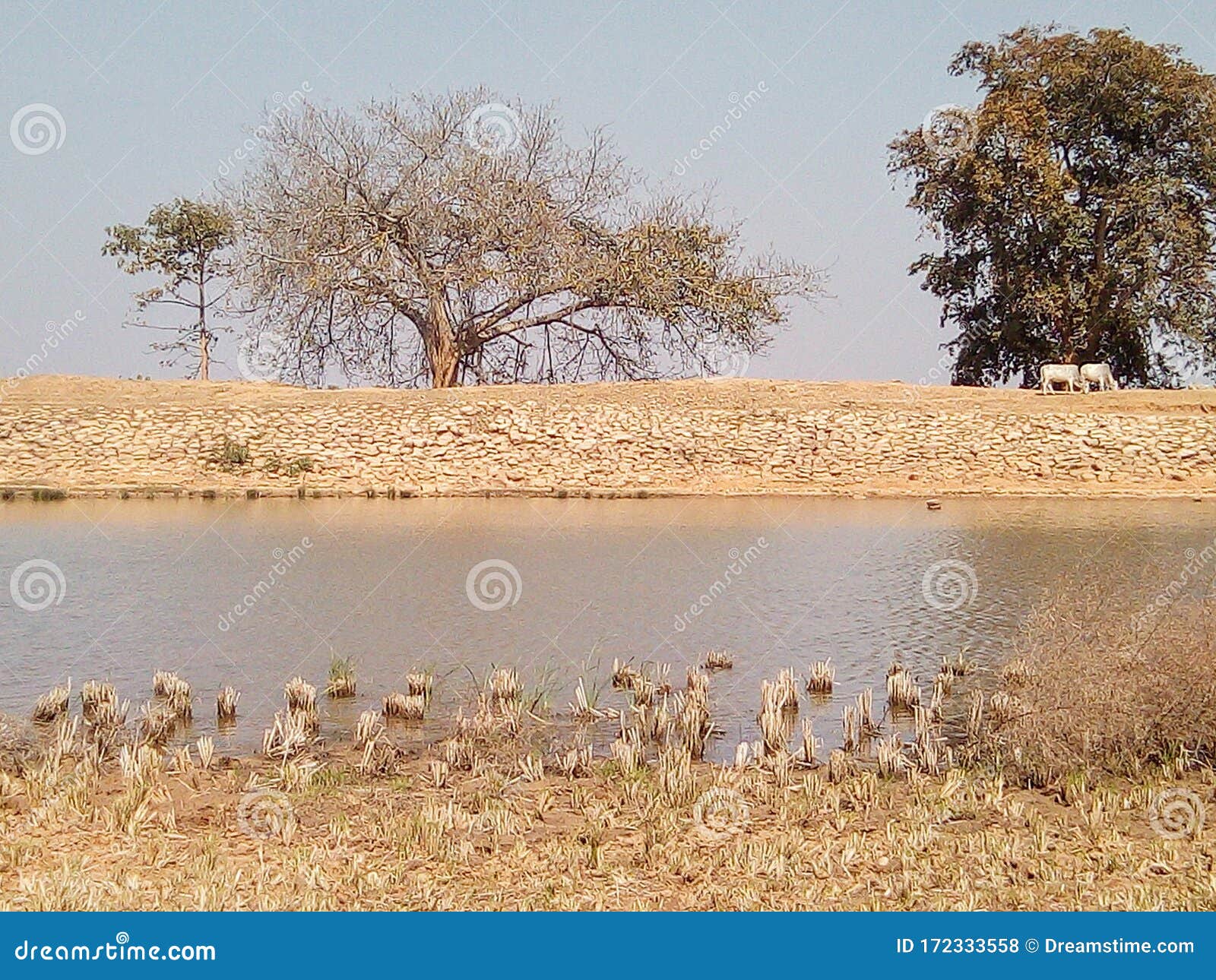 Water Colour Beautiful Good Achcha Field Stock Photo - Image of achcha ...
