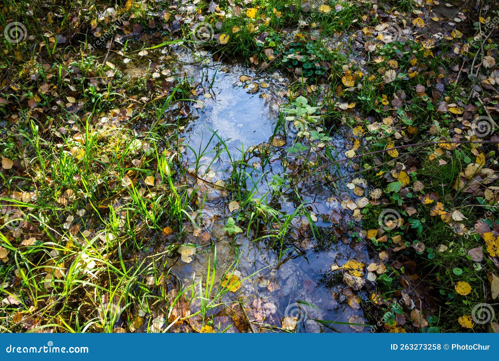 Water Coming Out of the Ground at the Source of the Stream Stock Photo ...