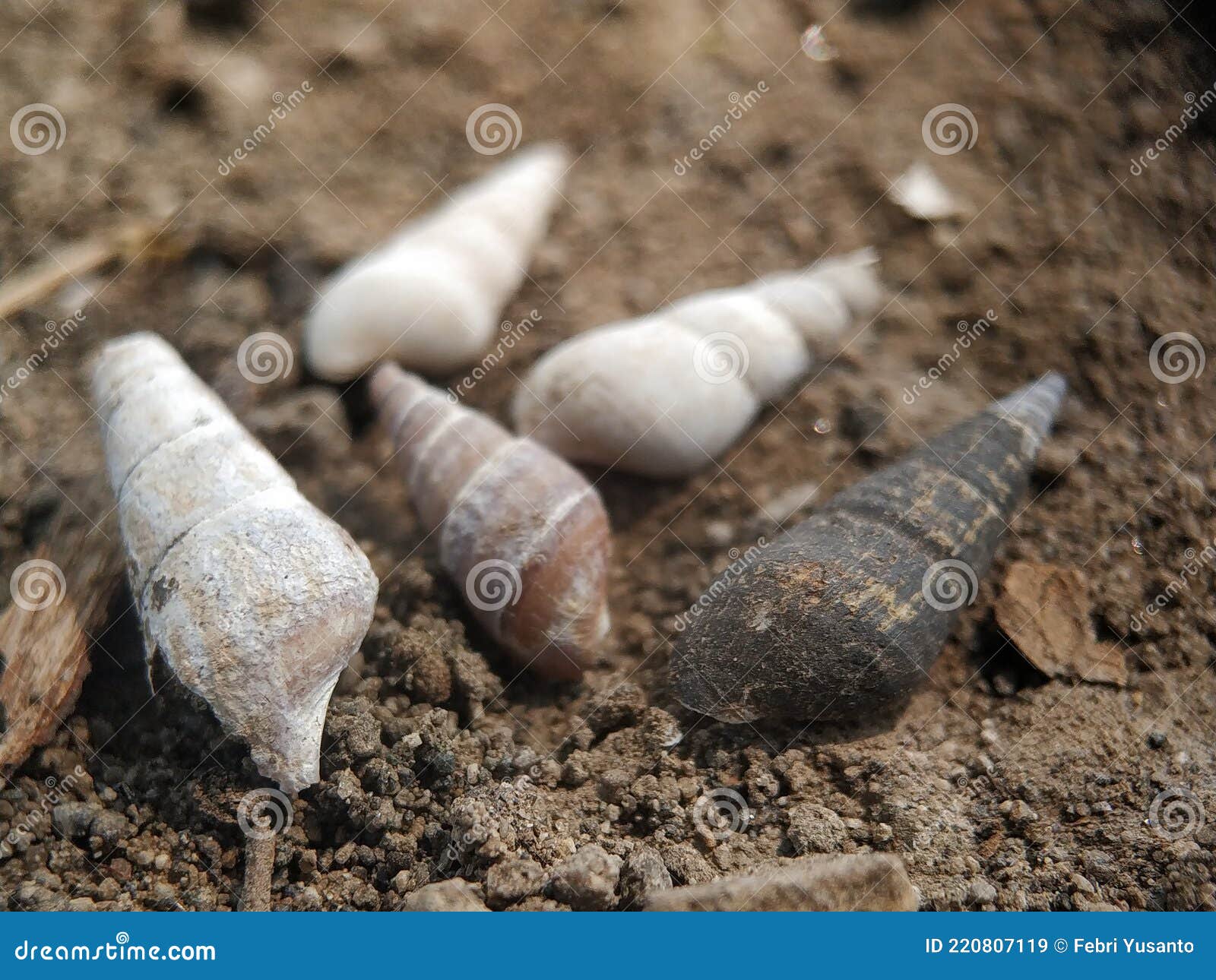 Water conch shell stock image. Image of food, ground - 220807119