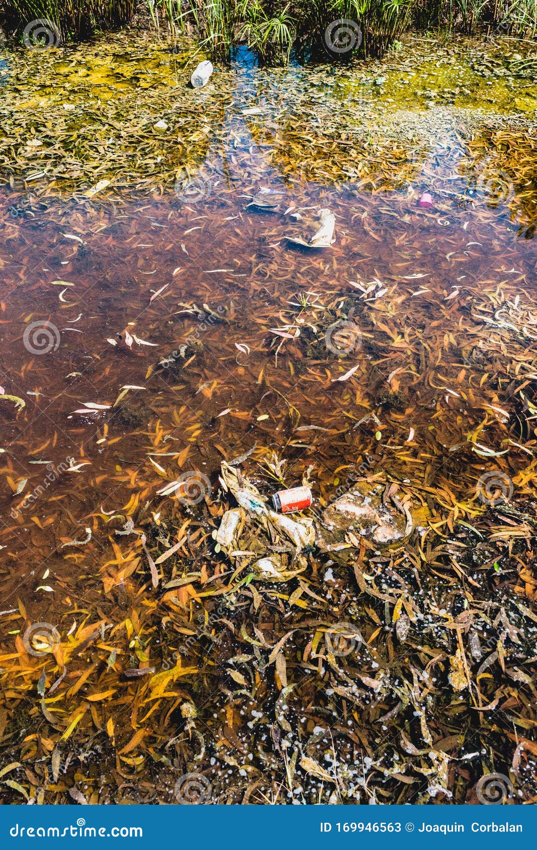 Water Contaminated with Garbage and Bottles in a River, Care of the ...
