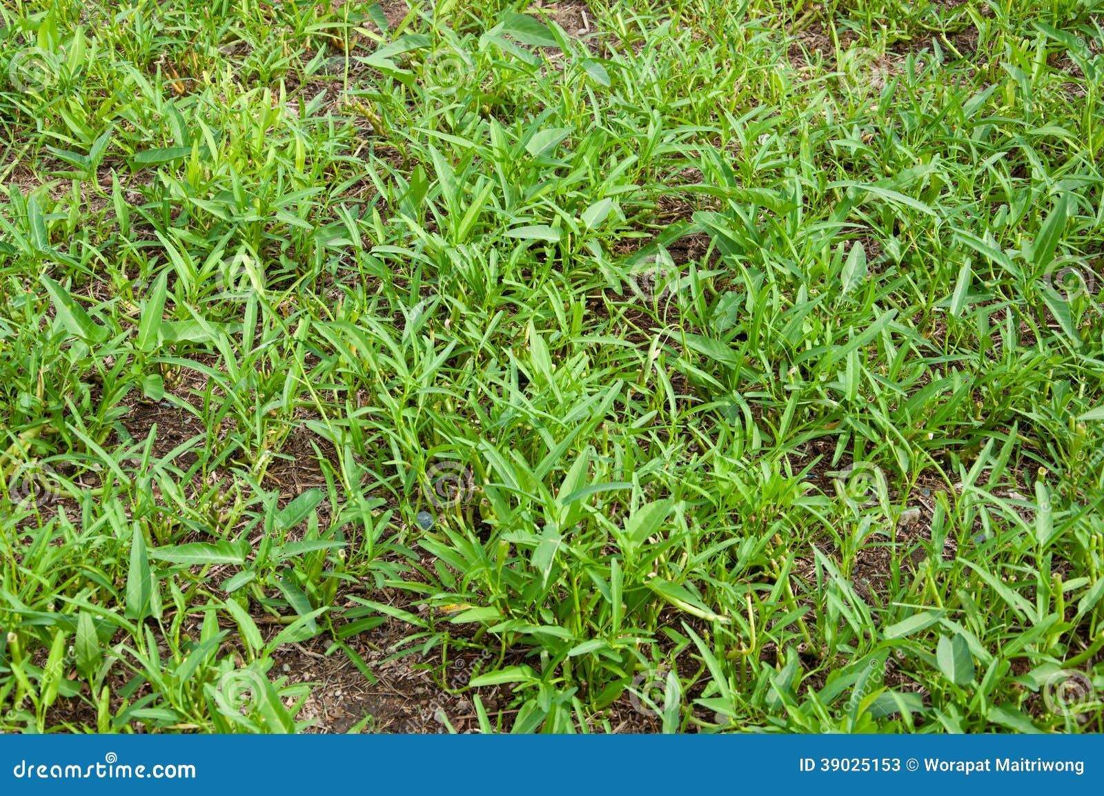 Water Convolvulus stock image. Image of field, bunch - 39025153