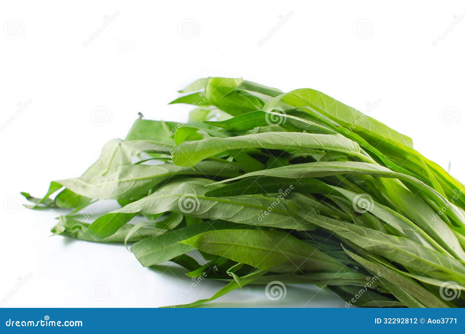 Water Convolvulus. stock photo. Image of vitamin, aquatica - 32292812