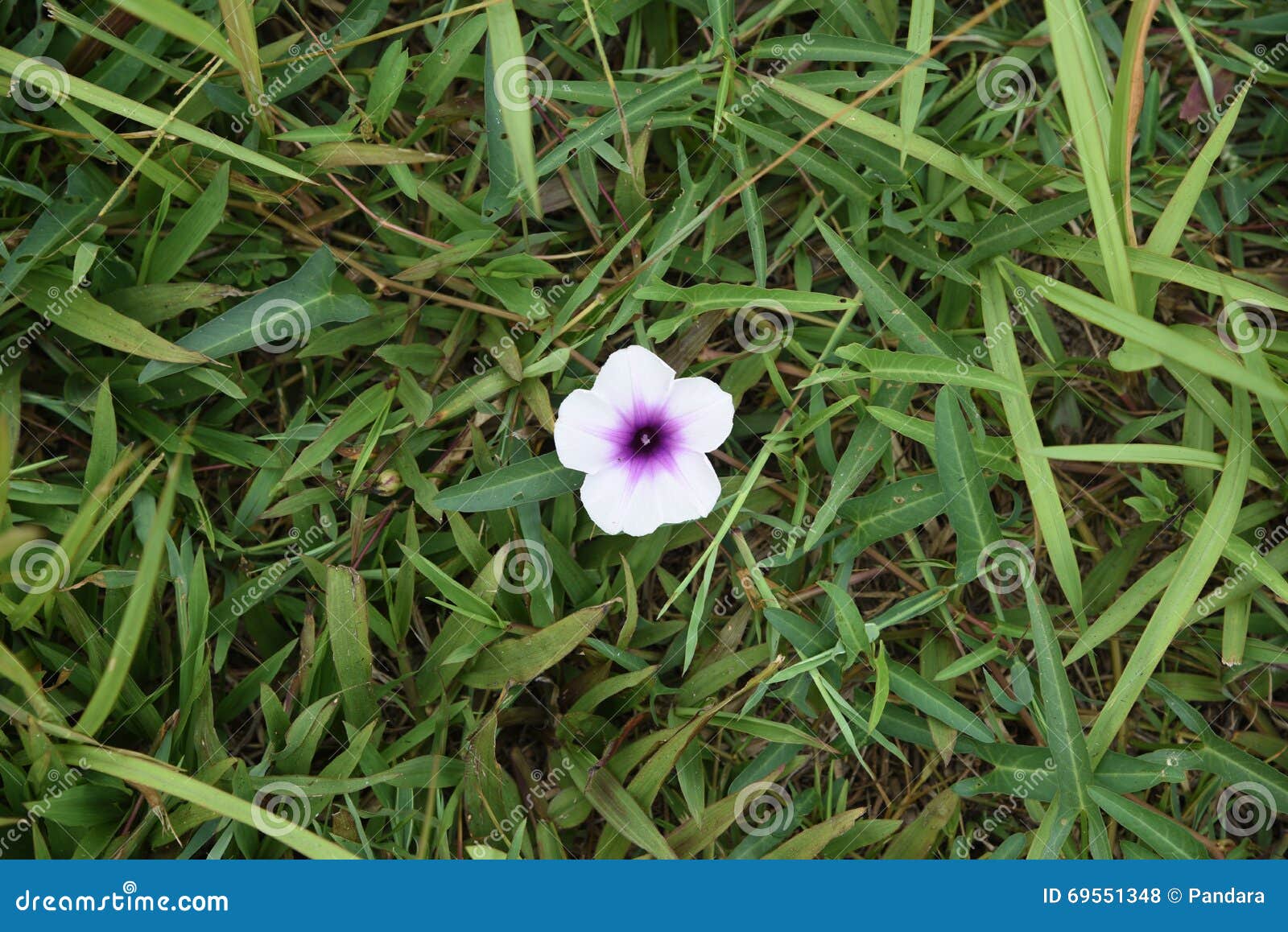 The Water Convolvulus Flower Stock Photo - Image of ipomoea, spinach ...