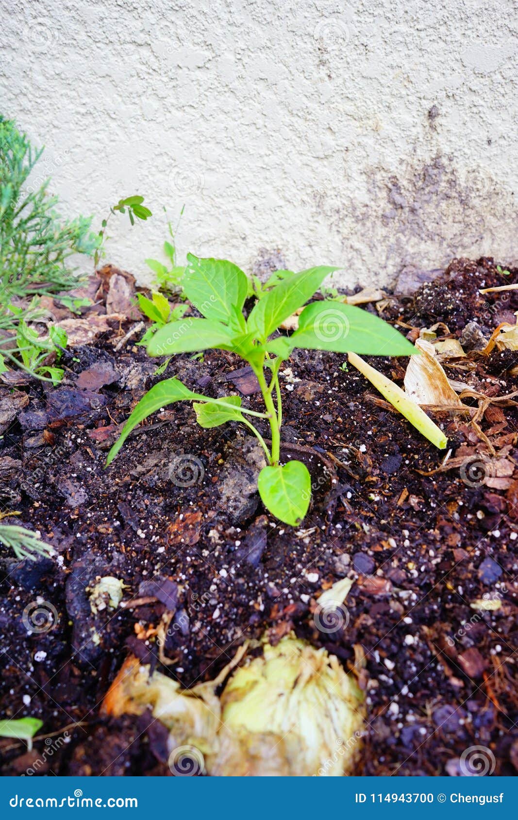Convolvulus stock photo. Image of allotment, earth, blue - 114943700