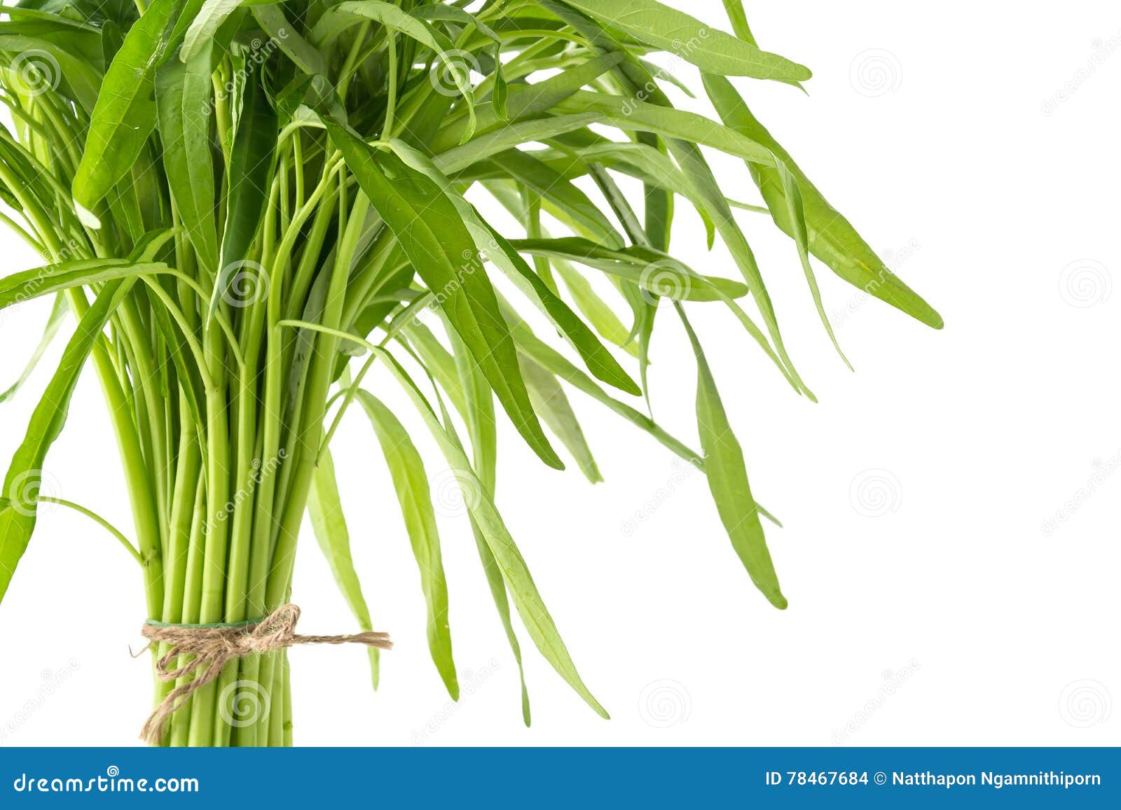 Water Convolvulus stock photo. Image of reptans, aquatica - 78467684