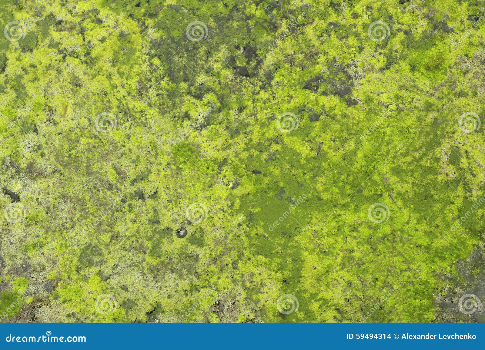Water Covered Marsh Mud Background Stock Photo - Image of texture, deep ...