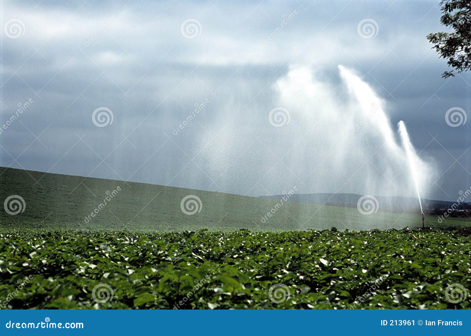 Water Crop Spraying. stock image. Image of agriculture - 213961