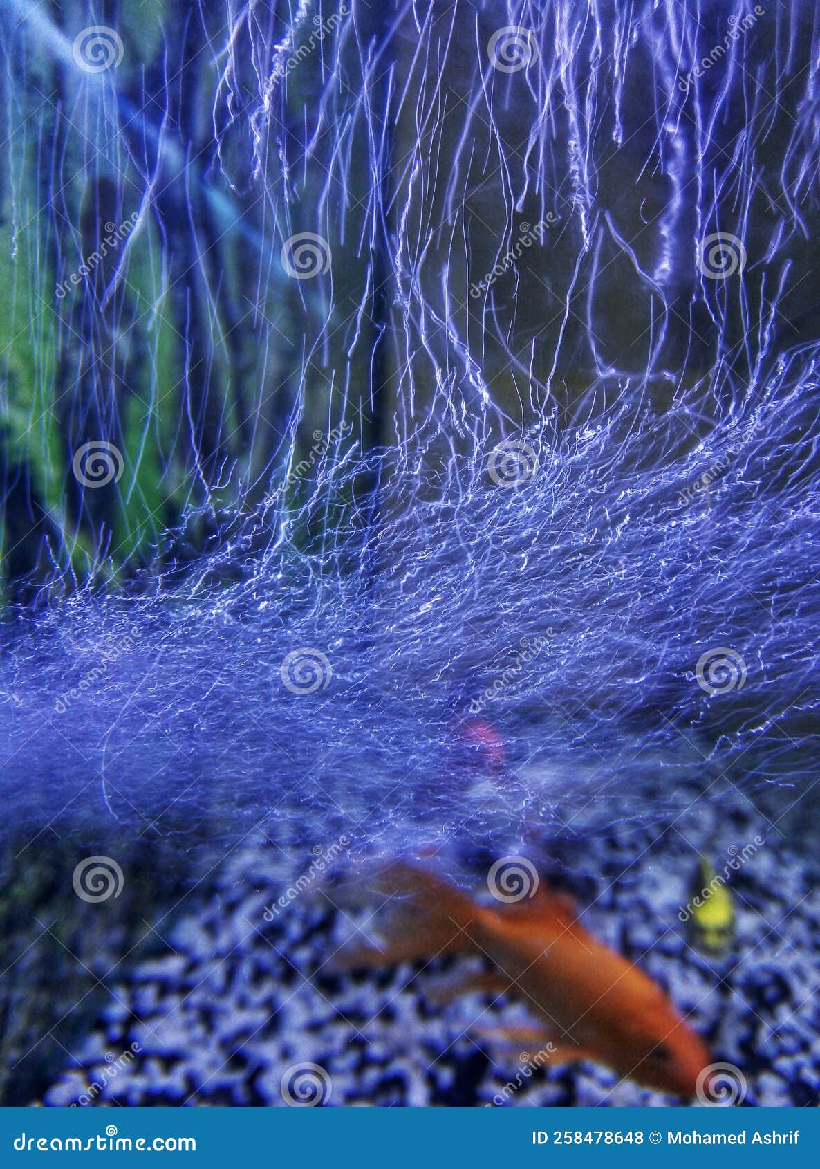 Water current in fish tank stock photo. Image of tank - 258478648