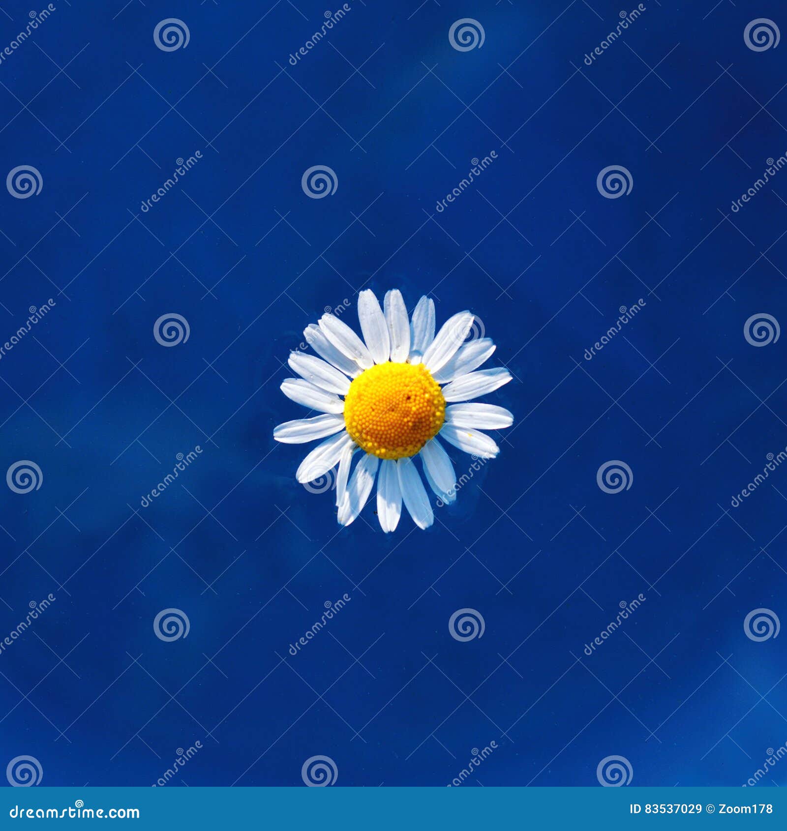 Water Daisy. Stock Photography | CartoonDealer.com #15877136