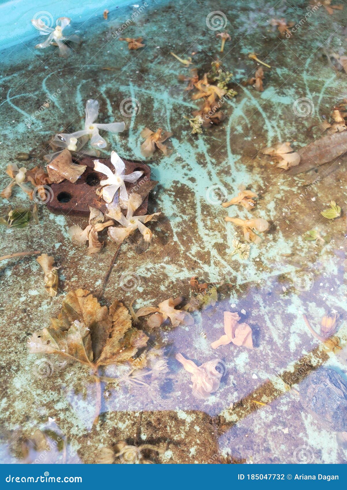 Water Dead Flowers Dirt Texture Stock Photo - Image of white, dead ...