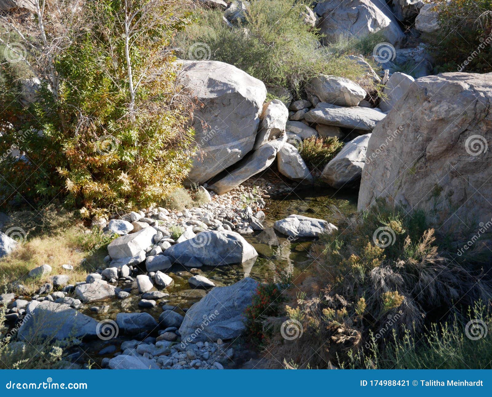 Water in the desert stock image. Image of palm, stream - 174988421