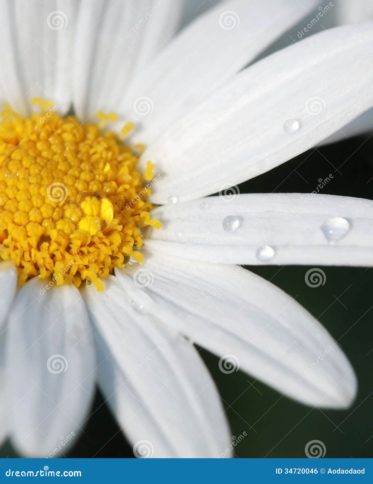 Water Dew Drop on Daisy Flower Stock Photo - Image of head, beautiful ...