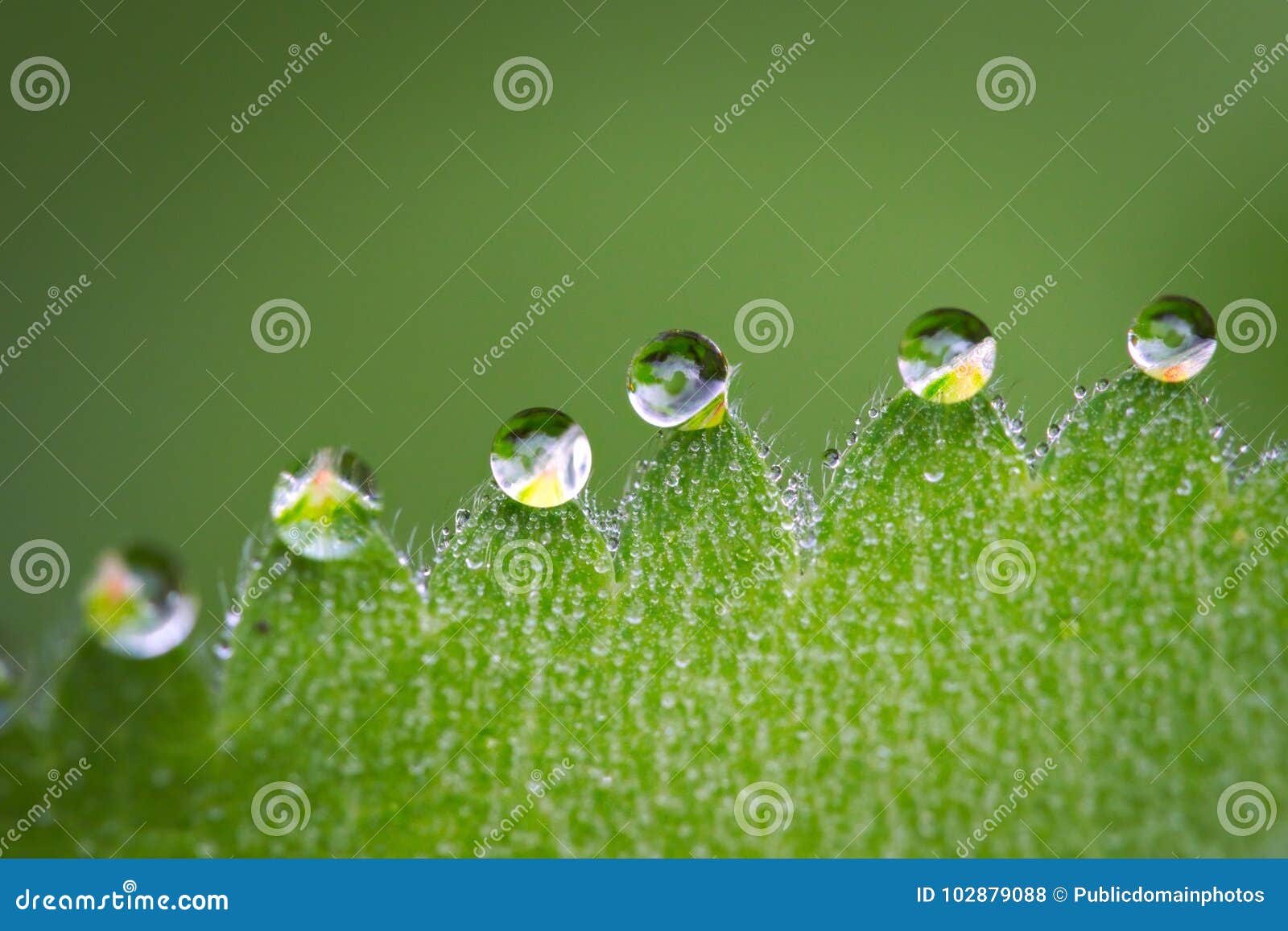 Water, Dew, Drop, Moisture Picture. Image: 102879088